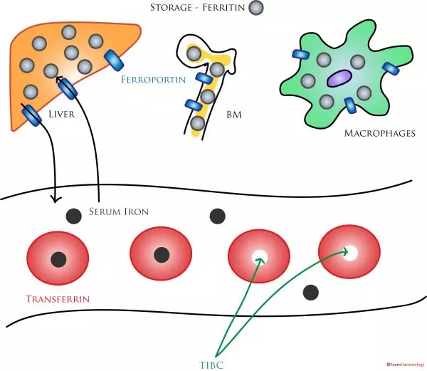 Interpreting Iron Studies - LearnHaem | Haematology Made Simple