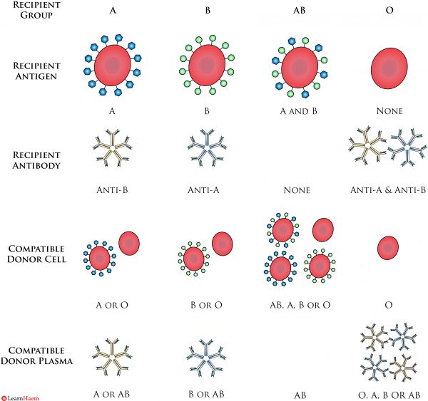 Transfusion - LearnHaem | Haematology Made Simple