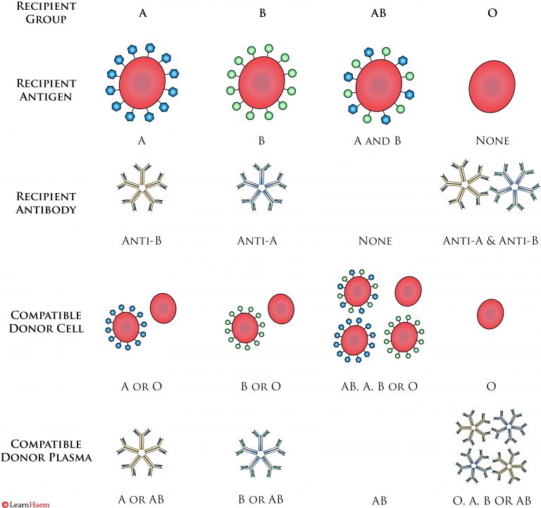 ABO Grouping - LearnHaem | Haematology Made Simple