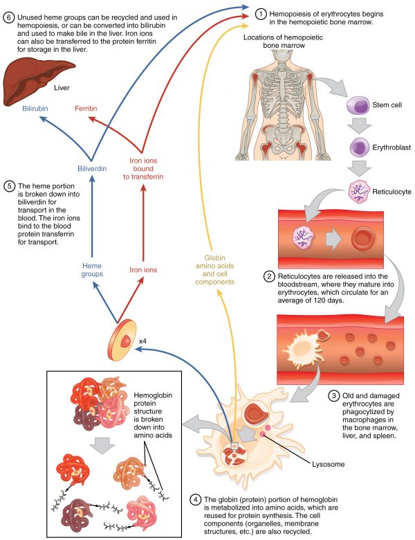 Normal Red Cell Destruction - LearnHaem | Haematology Made Simple