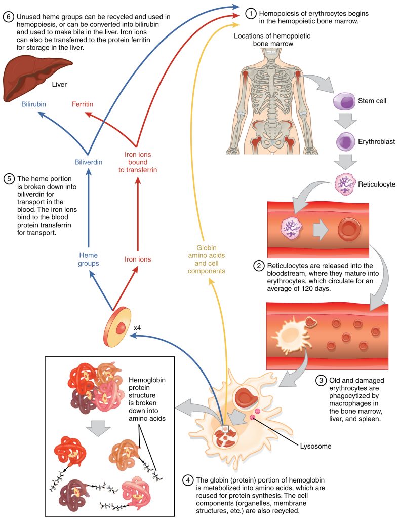 Normal Red Cell Destruction - LearnHaem | Haematology Made Simple