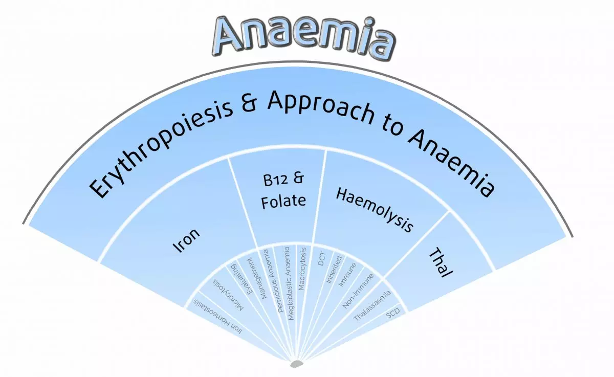 Anaemia - LearnHaem | Haematology Made Simple