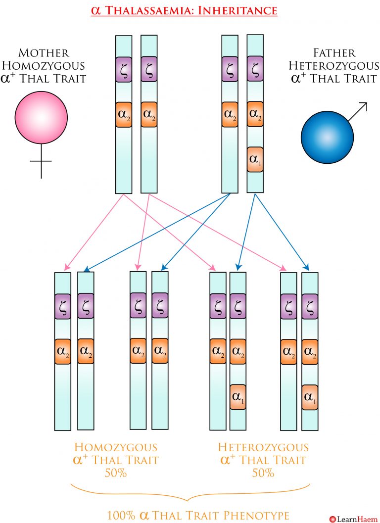 α Thalassaemia - LearnHaem | Haematology Made Simple