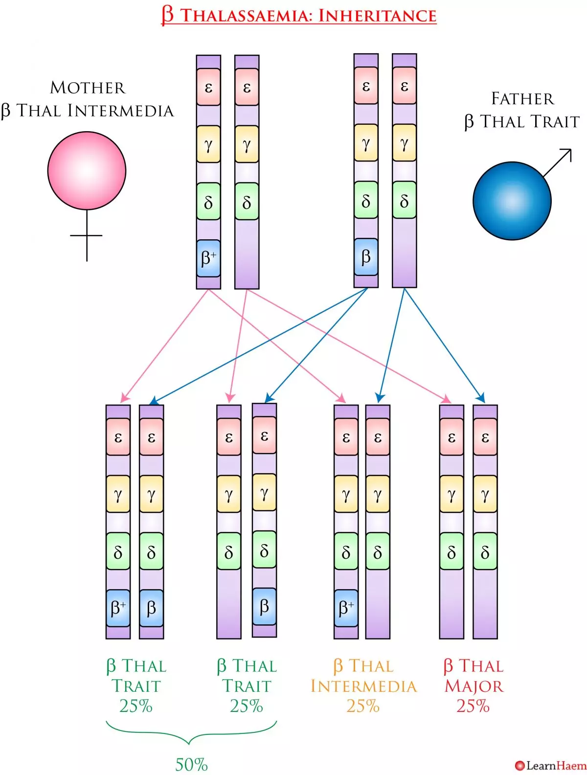 ß Thalassaemia - LearnHaem | Haematology Made Simple