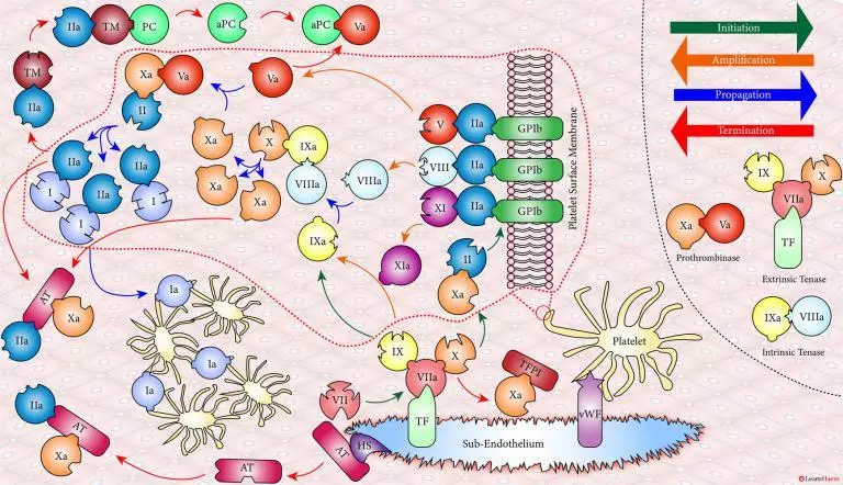 The Cell-Based Model of Coagulation - LearnHaem | Haematology Made Simple