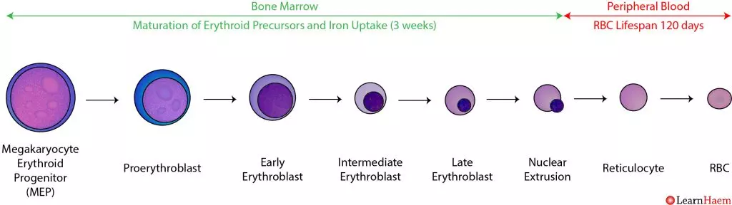 Normal Erythropoiesis | LearnHaem | Haematology Made Simple