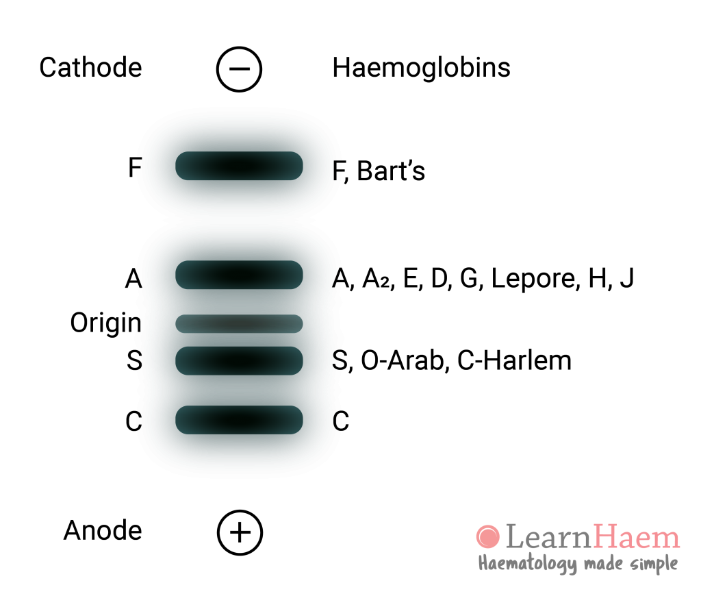 Haemoglobin Electrophoresis - LearnHaem | Haematology Made Simple