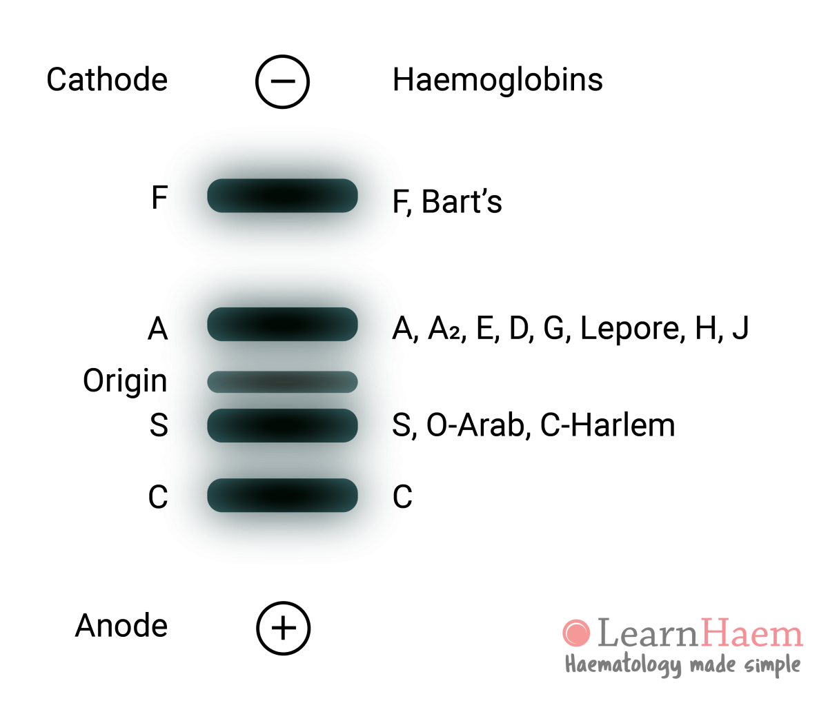 Haemoglobin Electrophoresis - LearnHaem | Haematology Made Simple