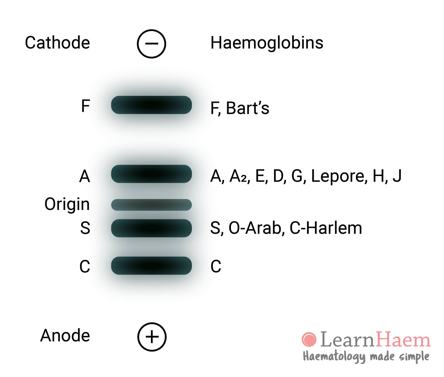 Haemoglobin Electrophoresis - LearnHaem | Haematology Made Simple