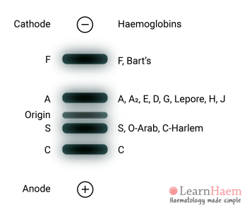 Haemoglobin Electrophoresis - LearnHaem | Haematology Made Simple