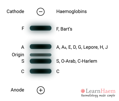 Haemoglobin Electrophoresis - LearnHaem | Haematology Made Simple