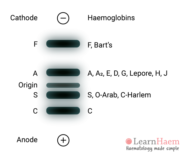 Haemoglobin Electrophoresis - LearnHaem | Haematology Made Simple