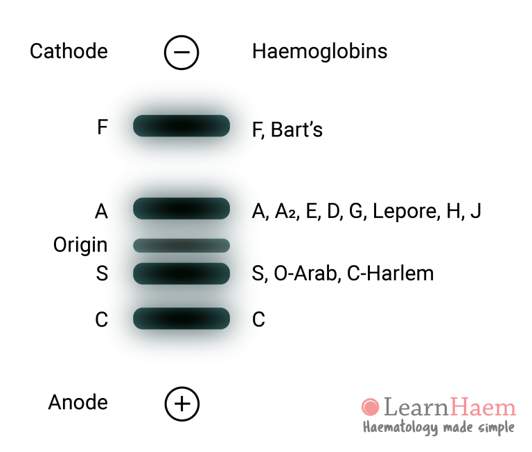 Haemoglobin Electrophoresis - LearnHaem | Haematology Made Simple