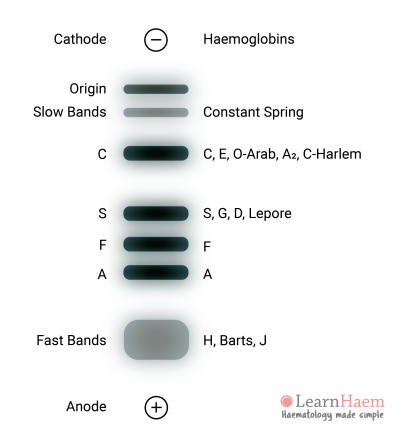 Haemoglobin Electrophoresis - LearnHaem | Haematology Made Simple