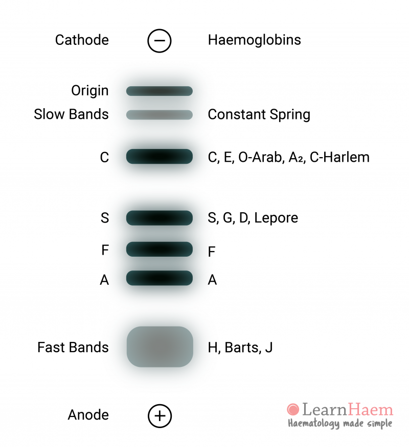 Common Variant Haemoglobins - LearnHaem | Haematology Made Simple
