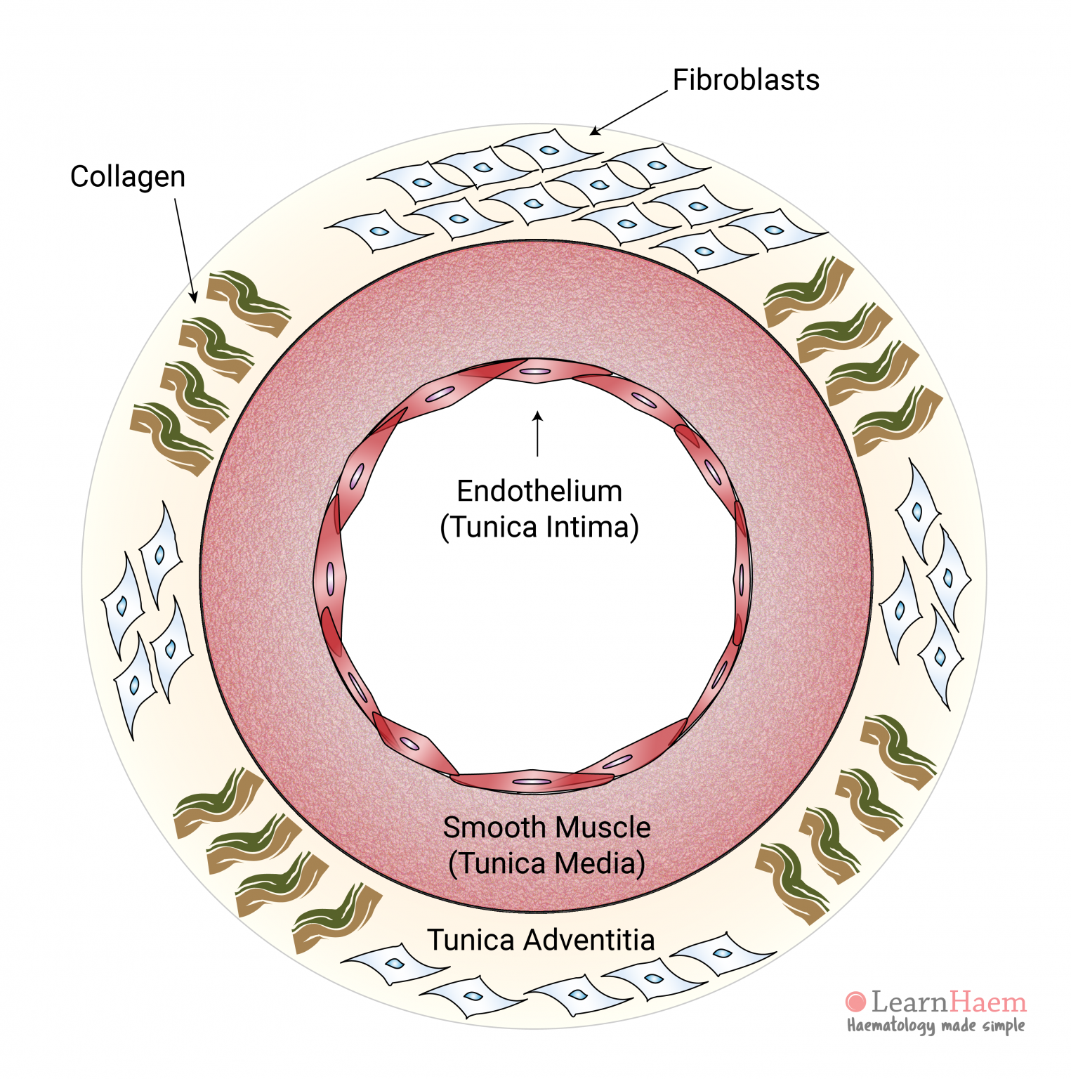 Blood Vessel Structure - LearnHaem | Haematology Made Simple