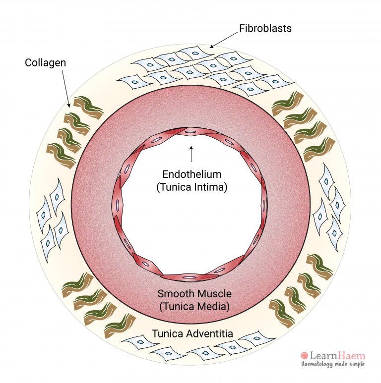 Blood Vessel Structure - LearnHaem | Haematology Made Simple