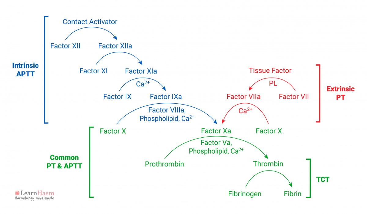 Coagulation LearnHaem Haematology Made Simple Coagulation LearnHaem Haematology Made Simple