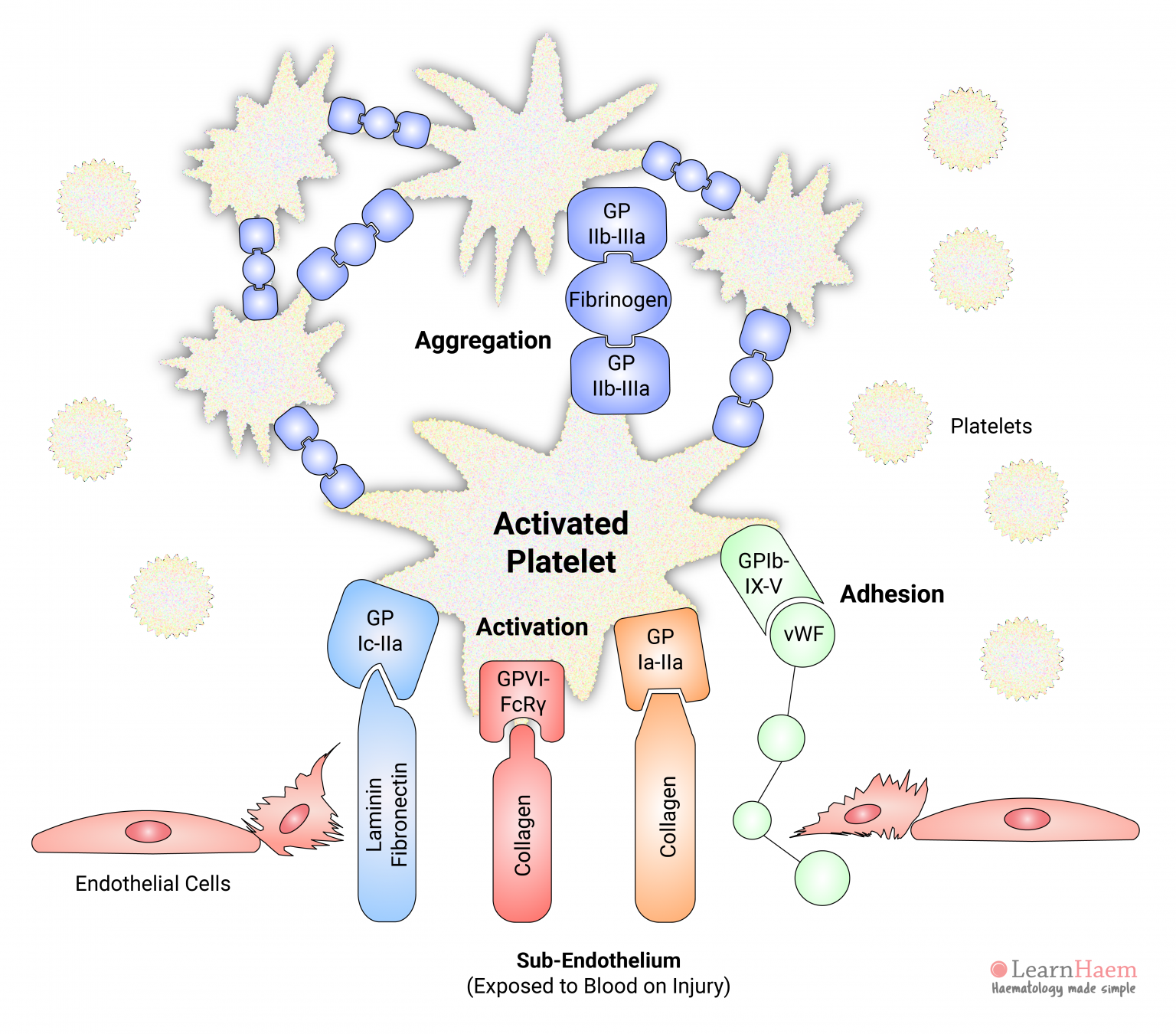 Platelets - LearnHaem | Haematology Made Simple
