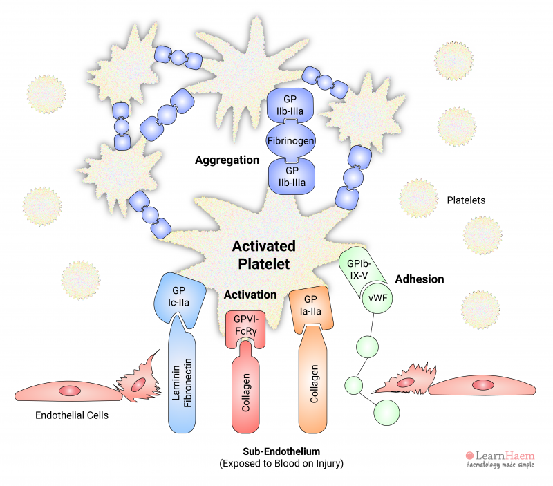 Platelets Learnhaem Haematology Made Simple