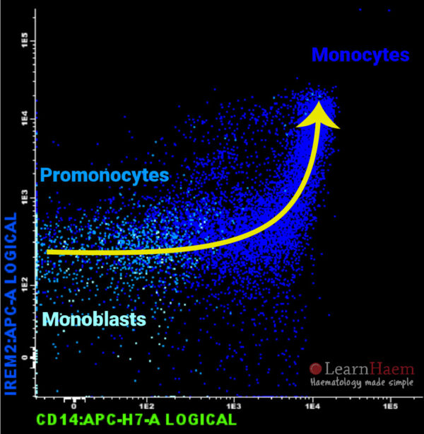 Normal Monocyte Maturation - LearnHaem | Haematology Made Simple