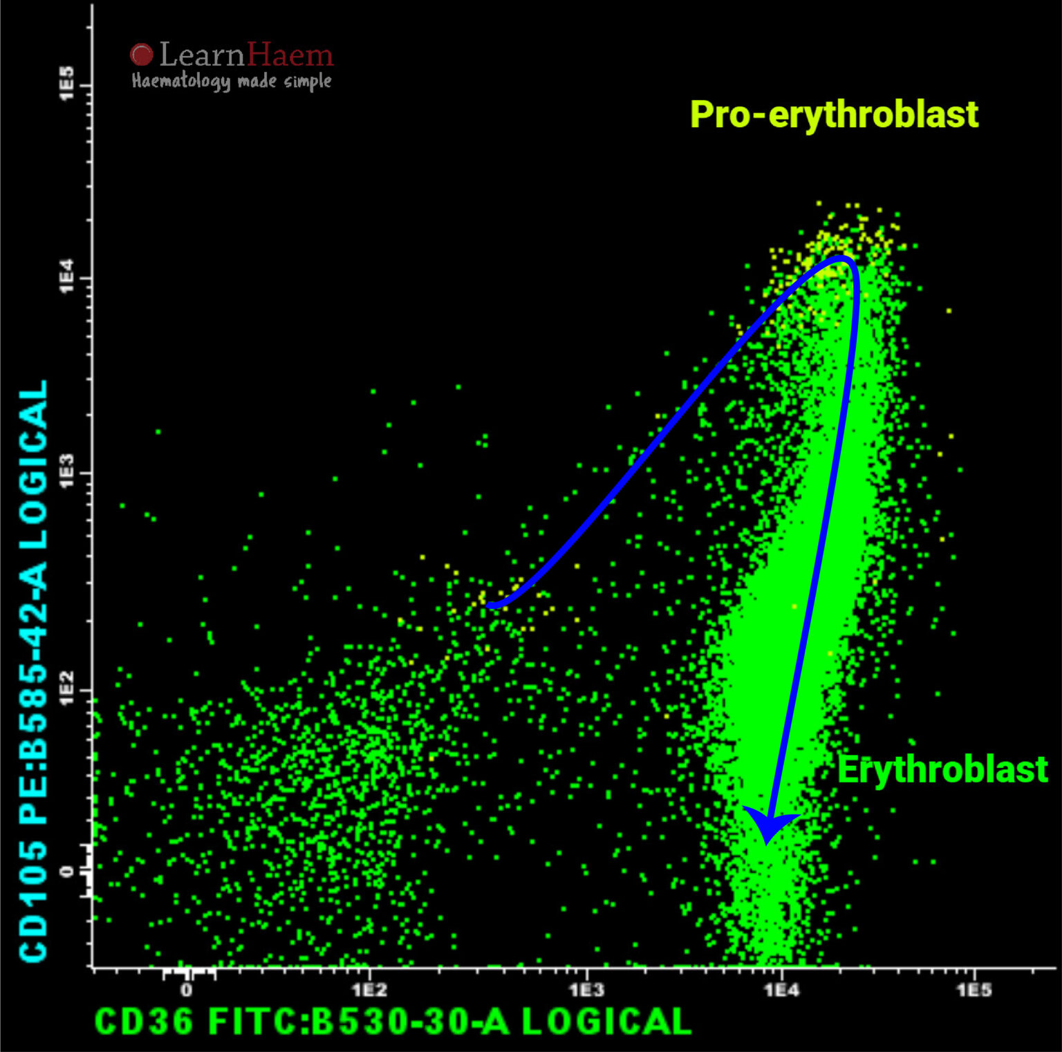 Normal Erythroid Maturation - LearnHaem | Haematology Made Simple