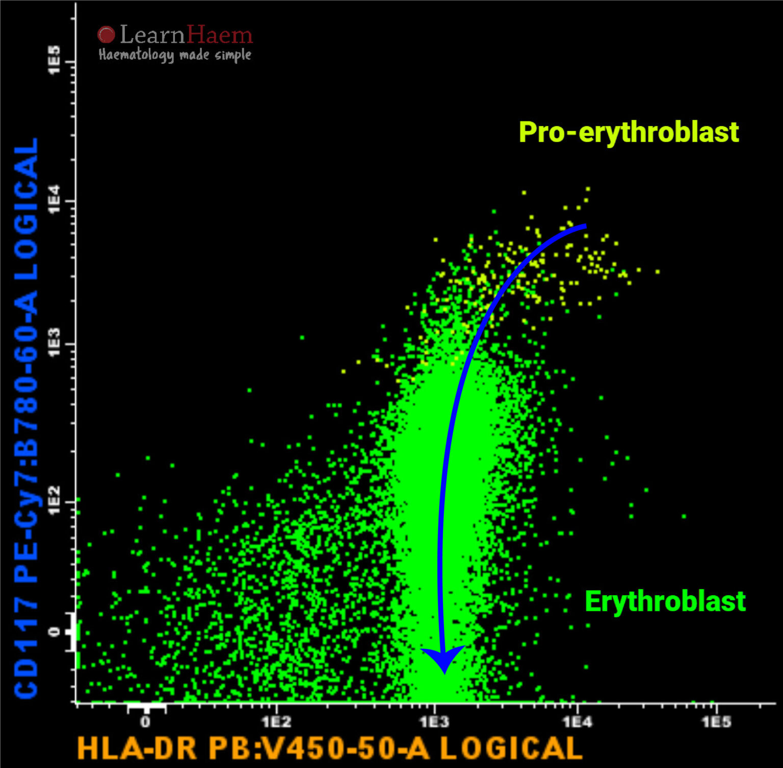 Normal Erythroid Maturation - LearnHaem | Haematology Made Simple