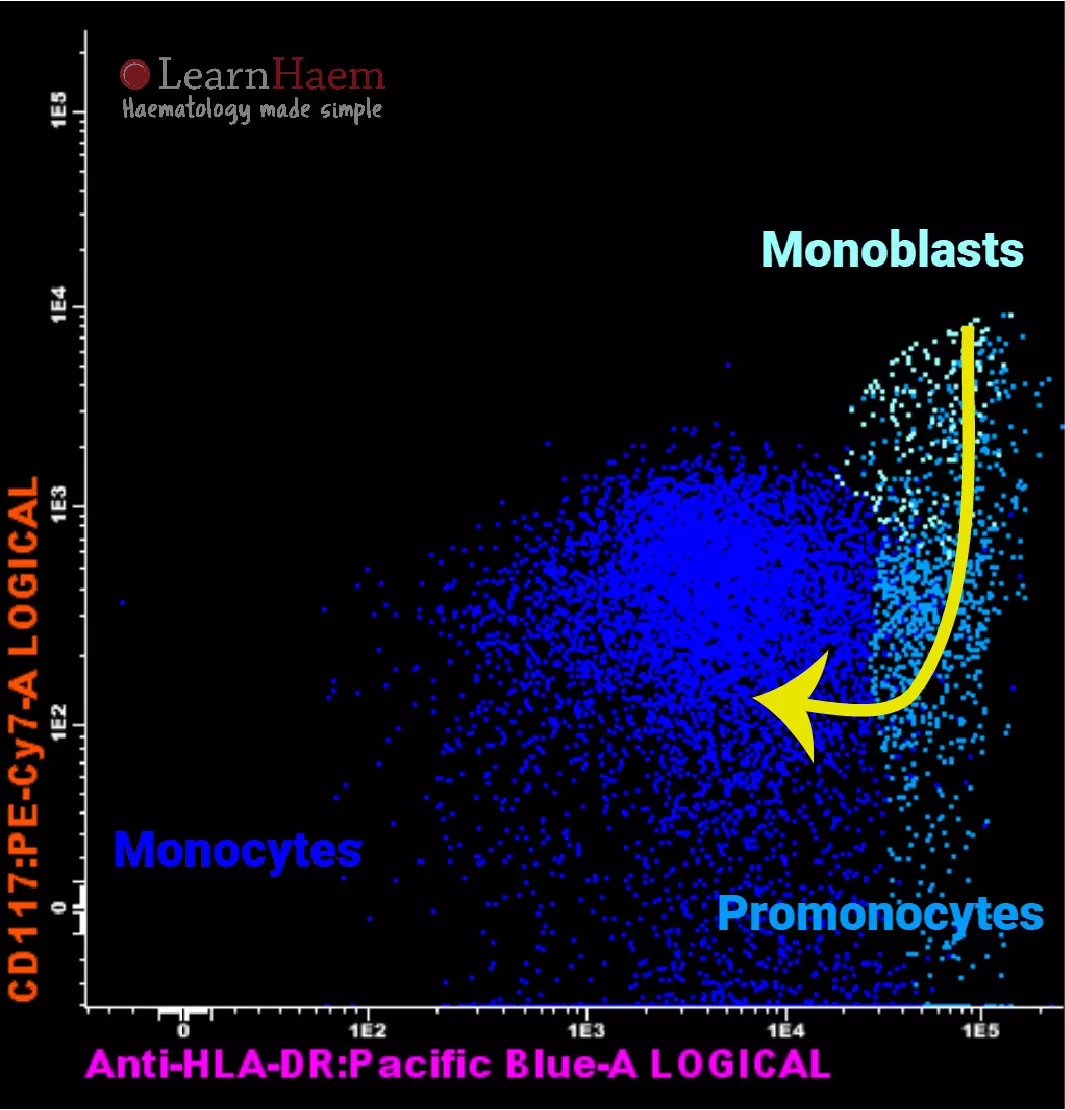 Normal Monocyte Maturation - LearnHaem | Haematology Made Simple
