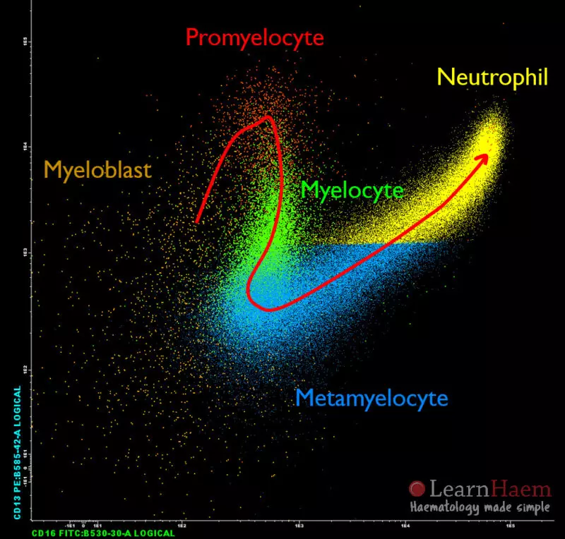 Normal Neutrophil Maturation - LearnHaem | Haematology Made Simple