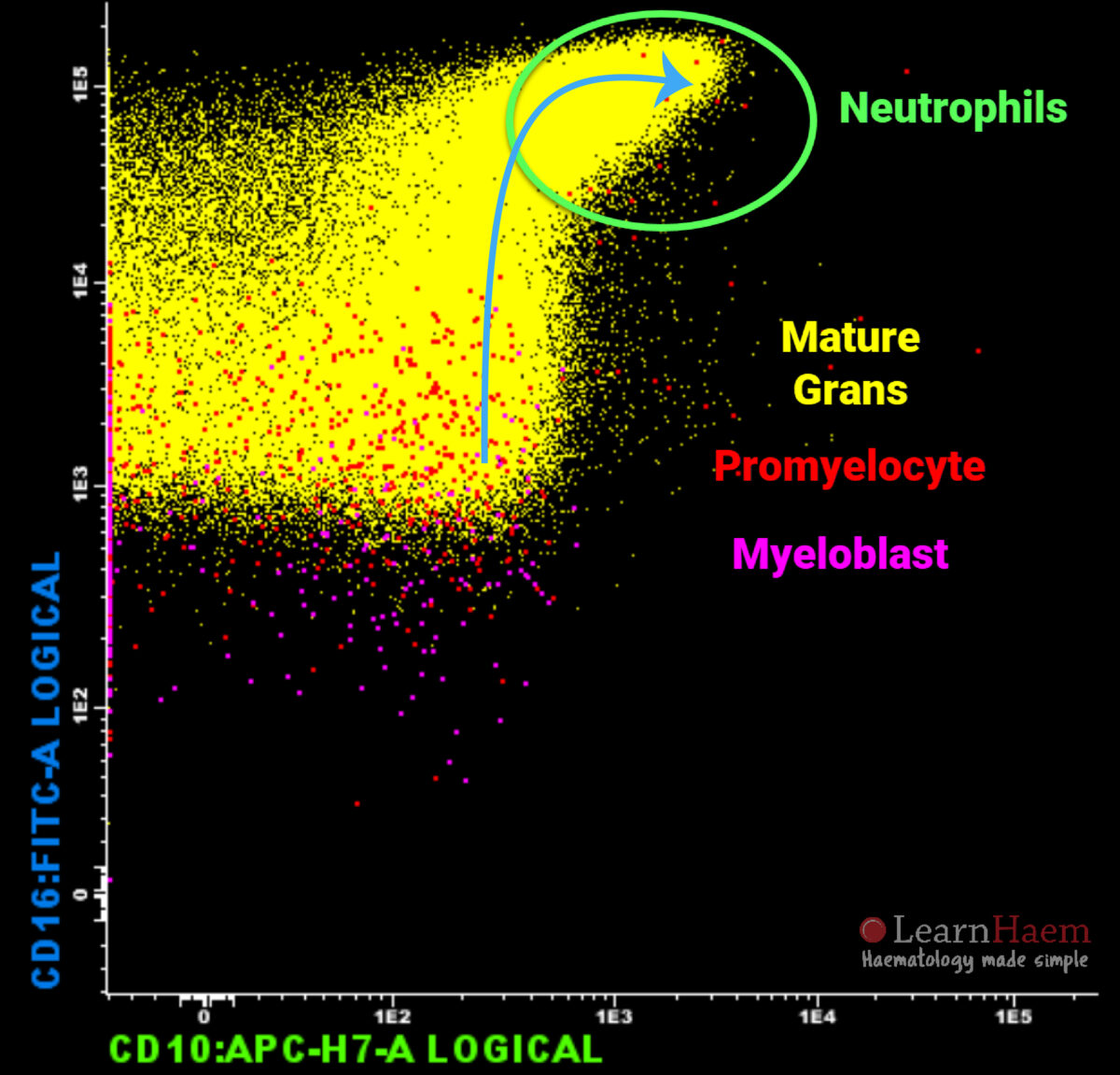 Normal Neutrophil Maturation - LearnHaem | Haematology Made Simple