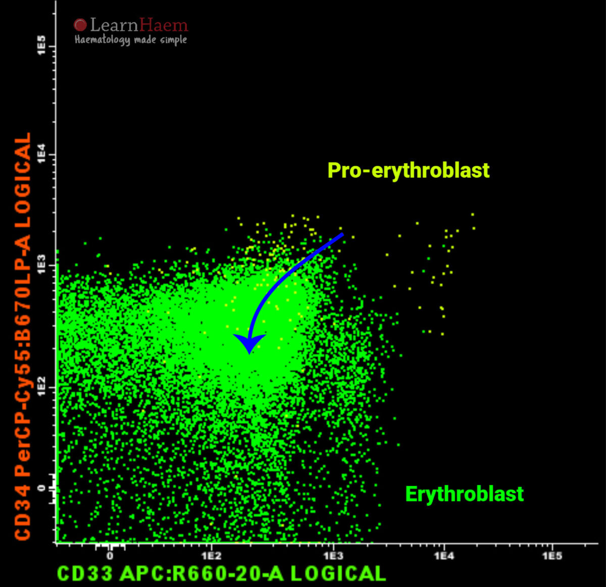 Normal Erythroid Maturation - LearnHaem | Haematology Made Simple
