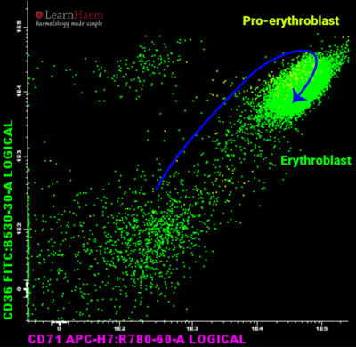 Normal Erythroid Maturation - LearnHaem | Haematology Made Simple