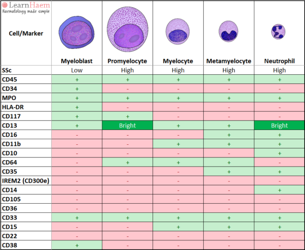 Normal Neutrophil Maturation - LearnHaem | Haematology Made Simple