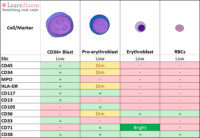 Normal Erythroid Maturation - LearnHaem | Haematology Made Simple