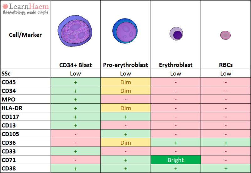 Normal Erythroid Maturation - LearnHaem | Haematology Made Simple
