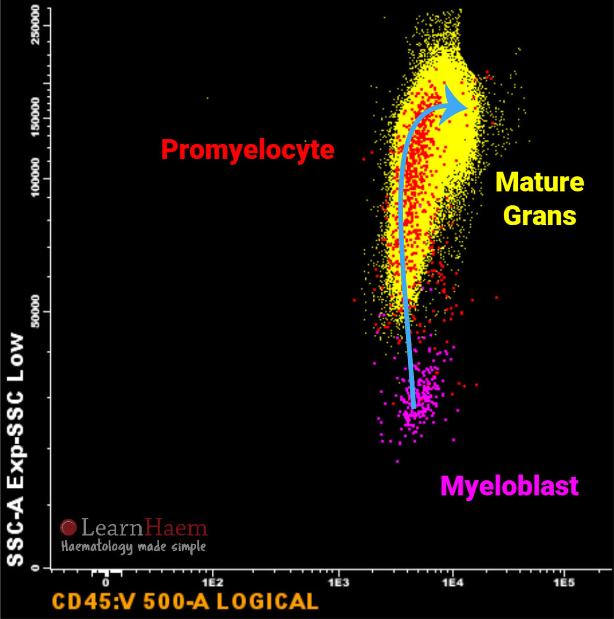 Normal Neutrophil Maturation - LearnHaem | Haematology Made Simple