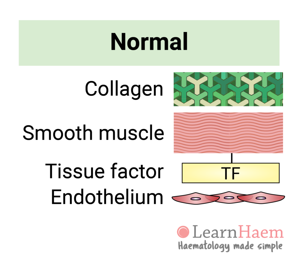 Normal Haemostasis - LearnHaem | Haematology Made Simple