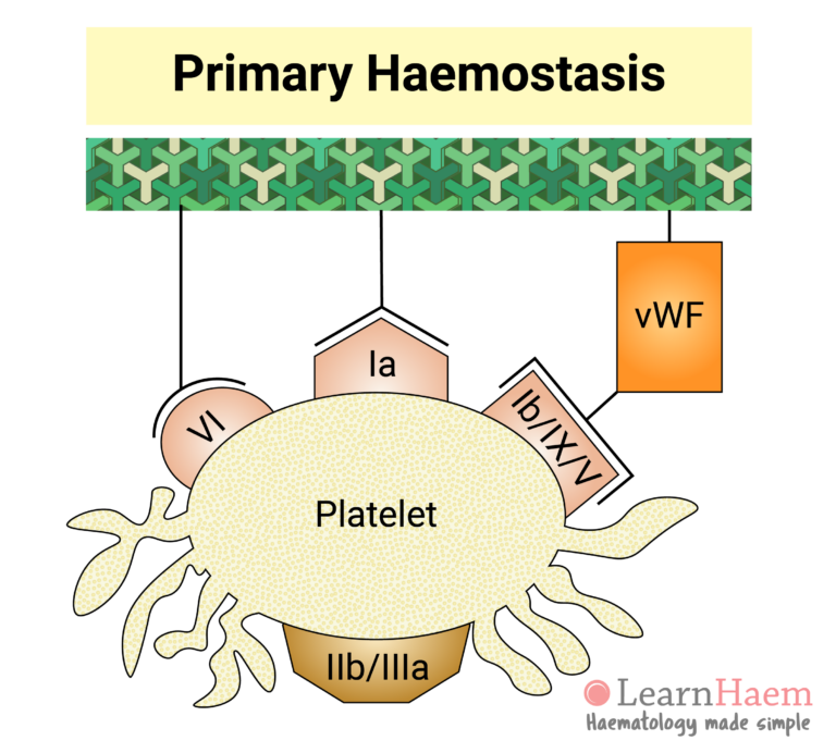 Normal Haemostasis - LearnHaem | Haematology Made Simple