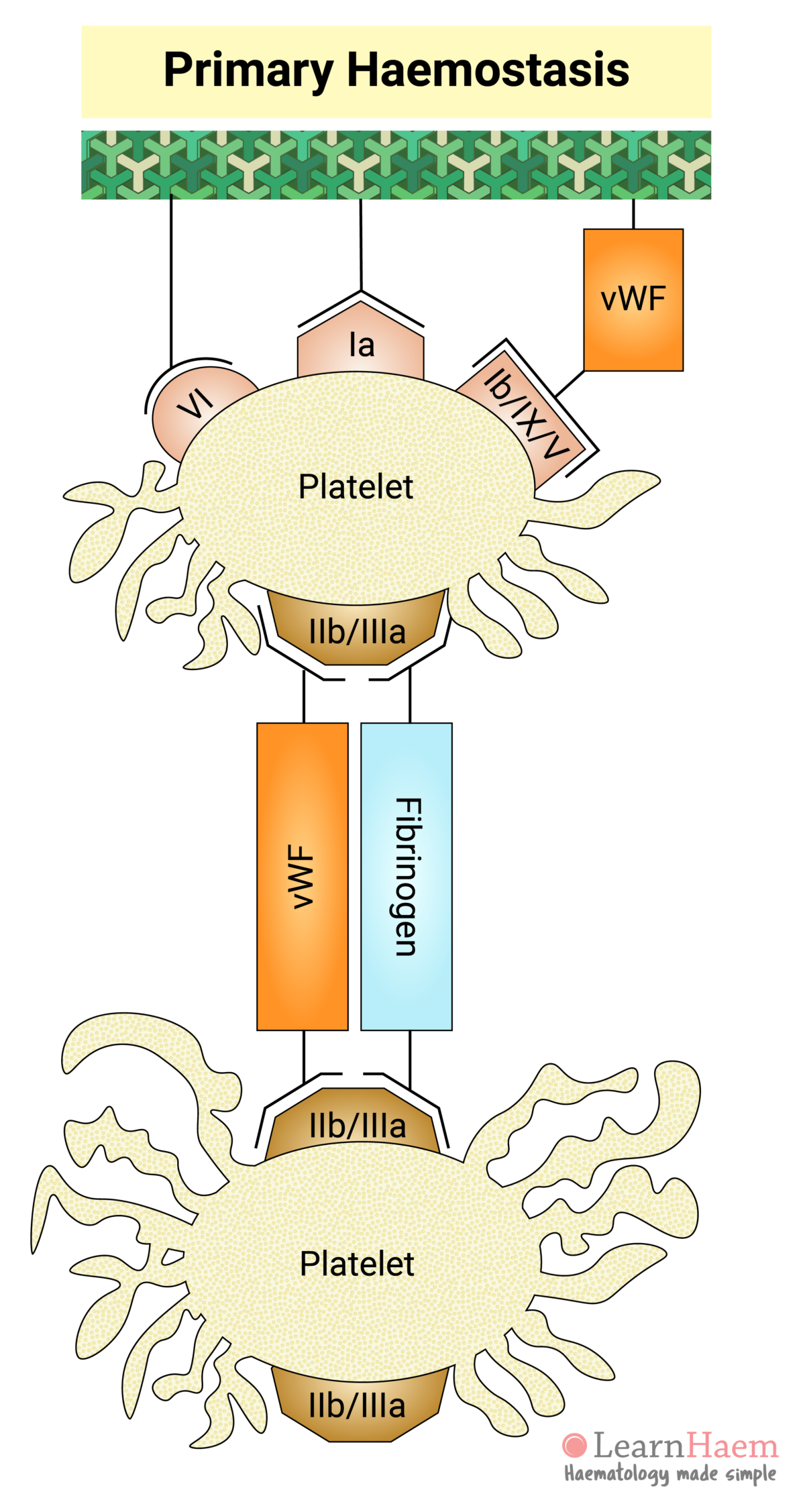 Normal Haemostasis - LearnHaem | Haematology Made Simple