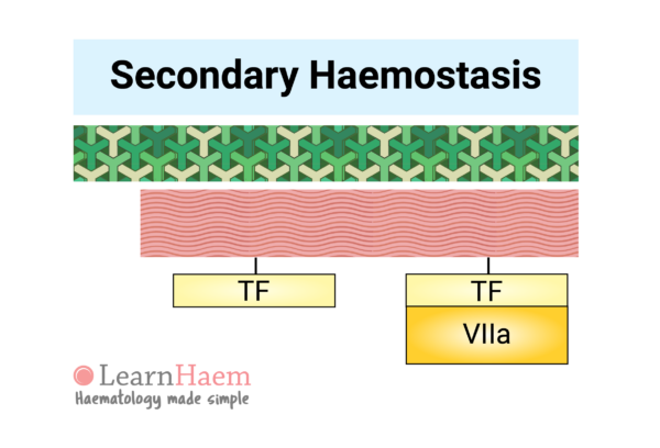 Normal Haemostasis - LearnHaem | Haematology Made Simple