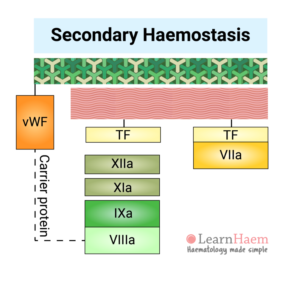 Normal Haemostasis - LearnHaem | Haematology Made Simple