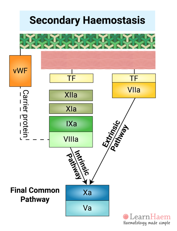 Normal Haemostasis - LearnHaem | Haematology Made Simple
