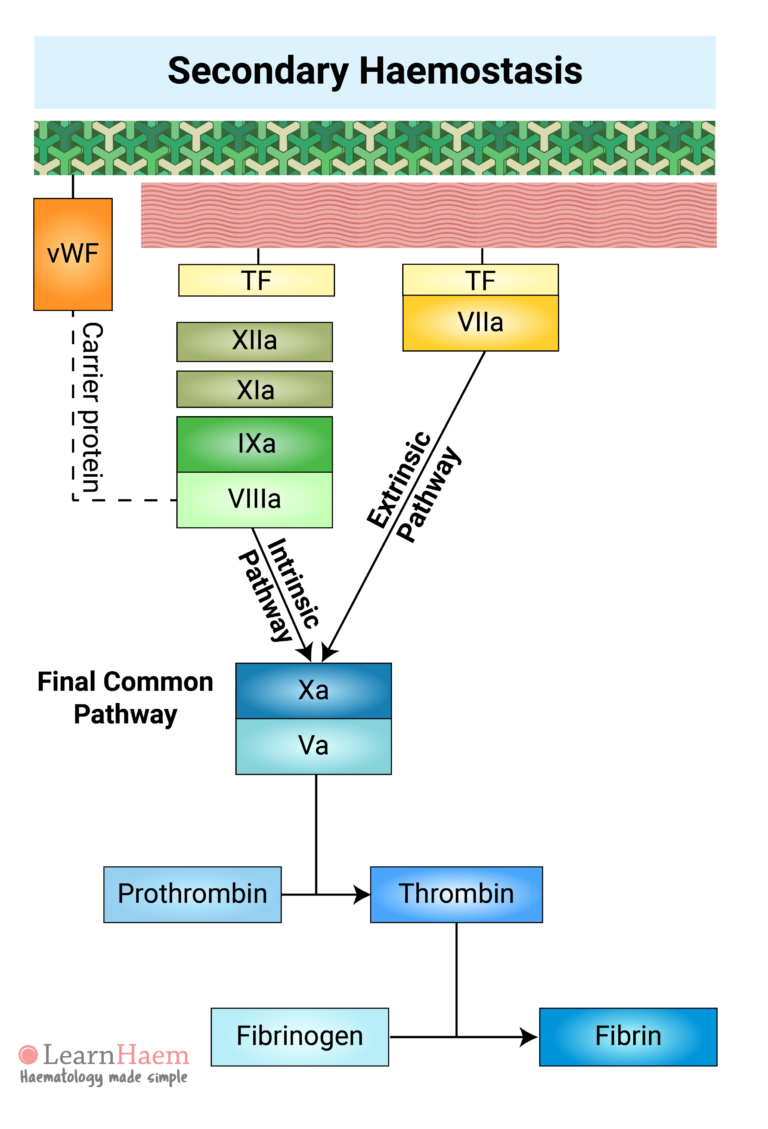 Normal Haemostasis - LearnHaem | Haematology Made Simple