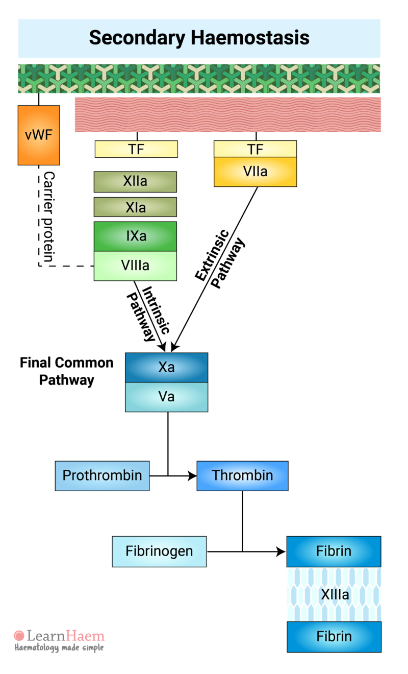 Normal Haemostasis - LearnHaem | Haematology Made Simple