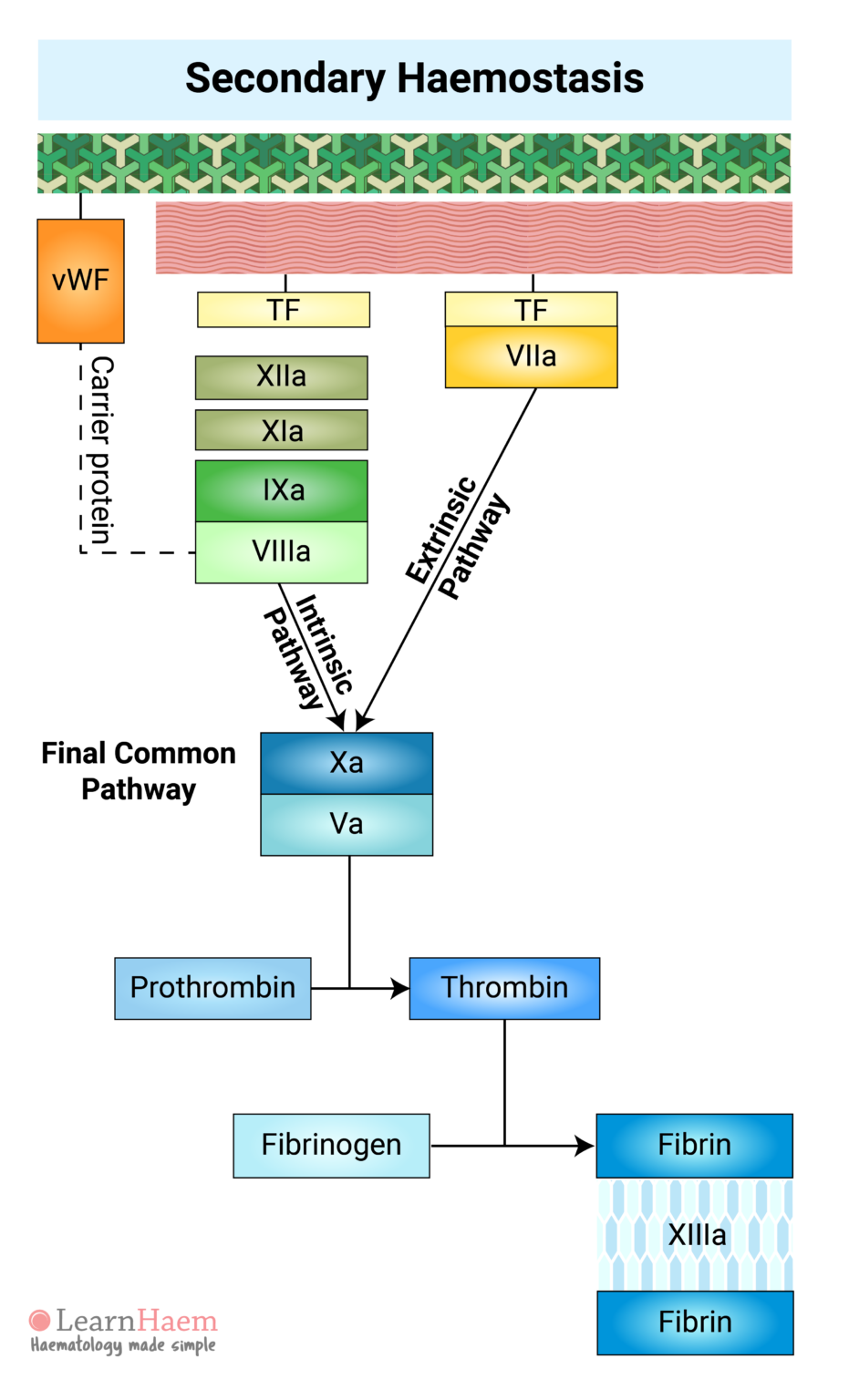 Normal Haemostasis - LearnHaem | Haematology Made Simple