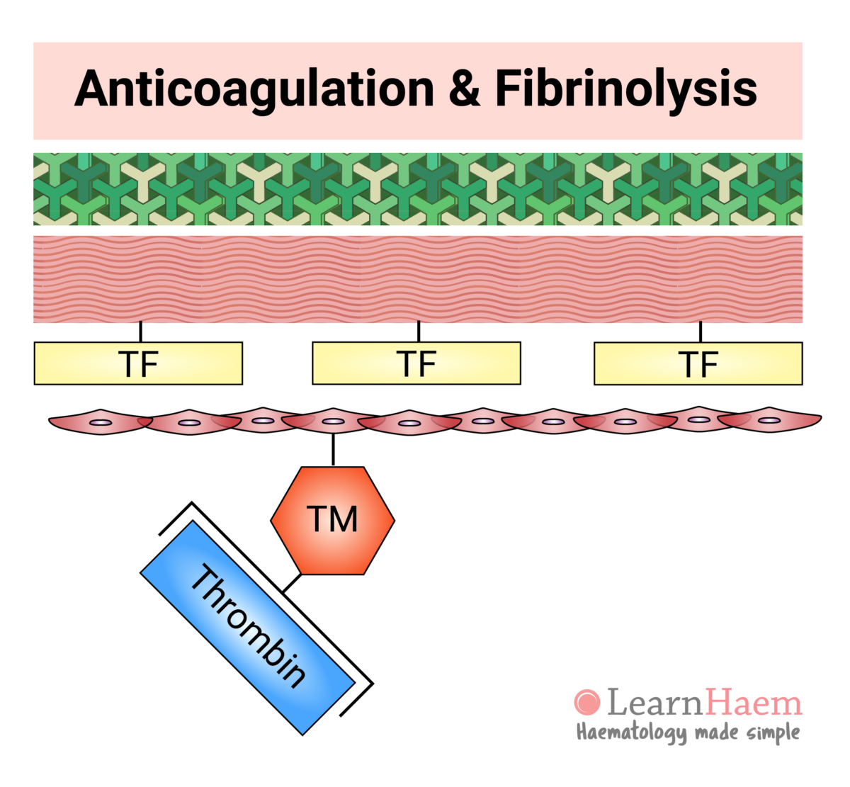 Normal Haemostasis - LearnHaem | Haematology Made Simple