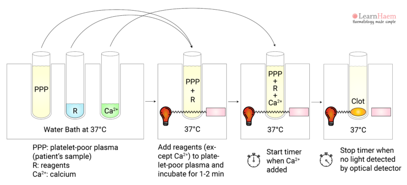 Activated Partial Thromboplastin Time (APTT) - LearnHaem | Haematology ...