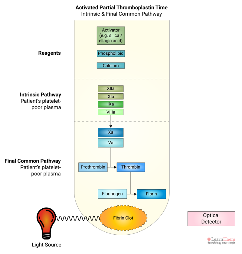 Activated Partial Thromboplastin Time (APTT) - LearnHaem | Haematology ...