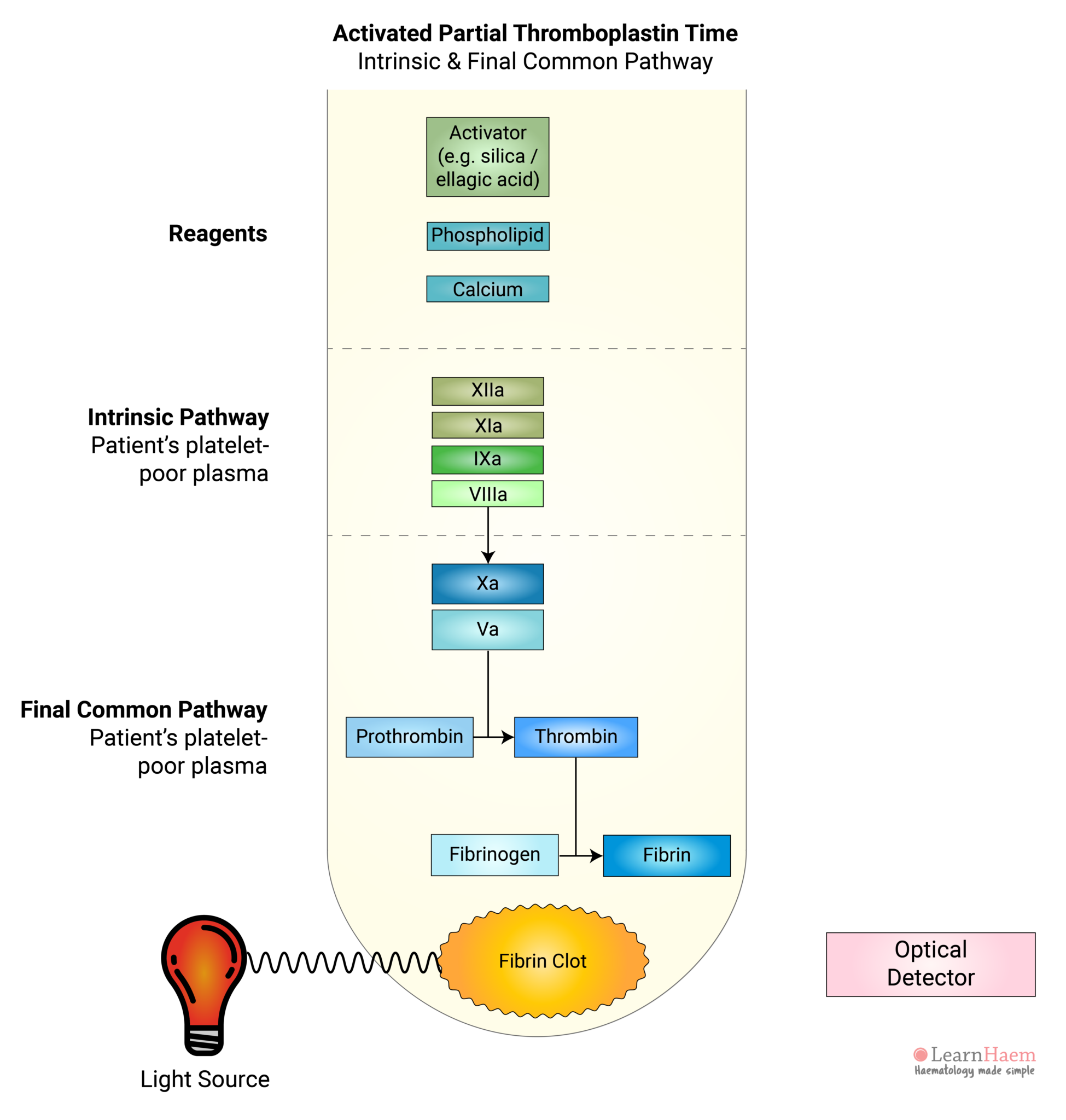 Activated Partial Thromboplastin Time APTT LearnHaem Haematology Activated Partial Thromboplastin Time APTT LearnHaem Haematology
