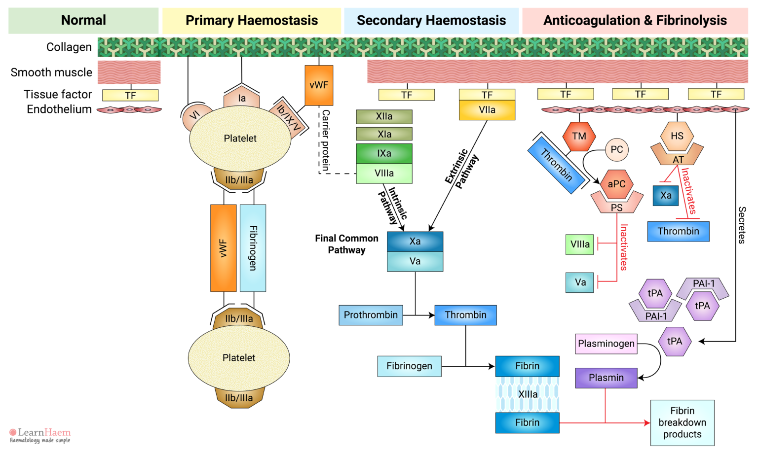 Normal Haemostasis - LearnHaem | Haematology Made Simple